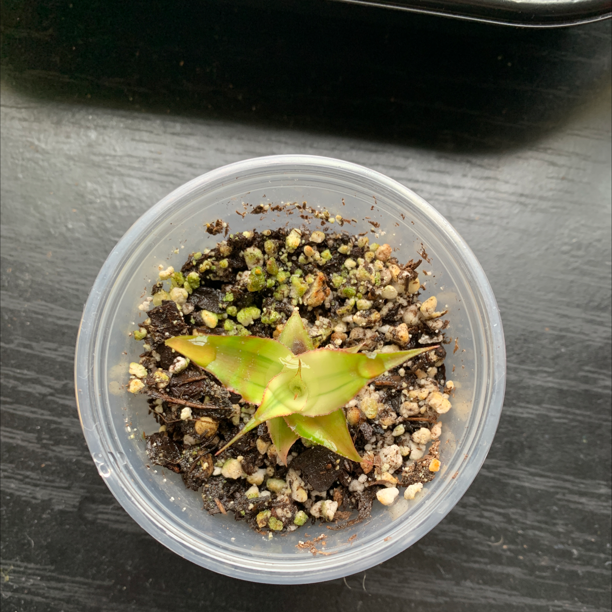 Propagating Your Basket Plant: Step-by-Step Guide