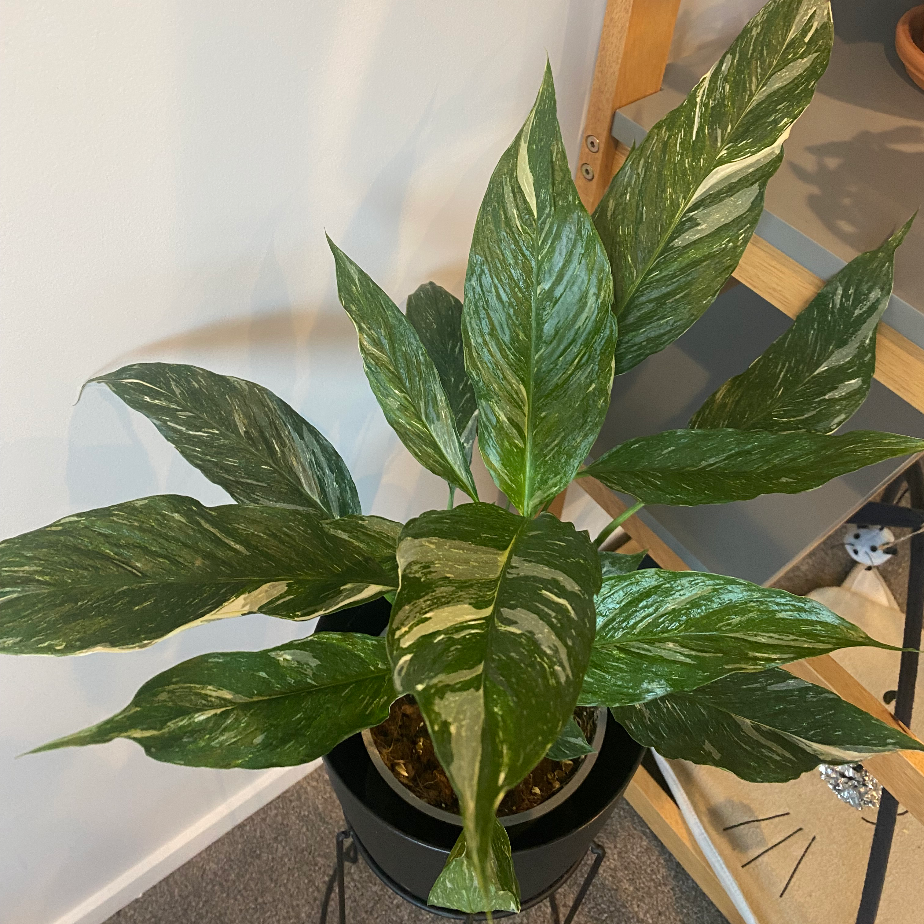 10 Advantages of Having a Variegated Peace Lily