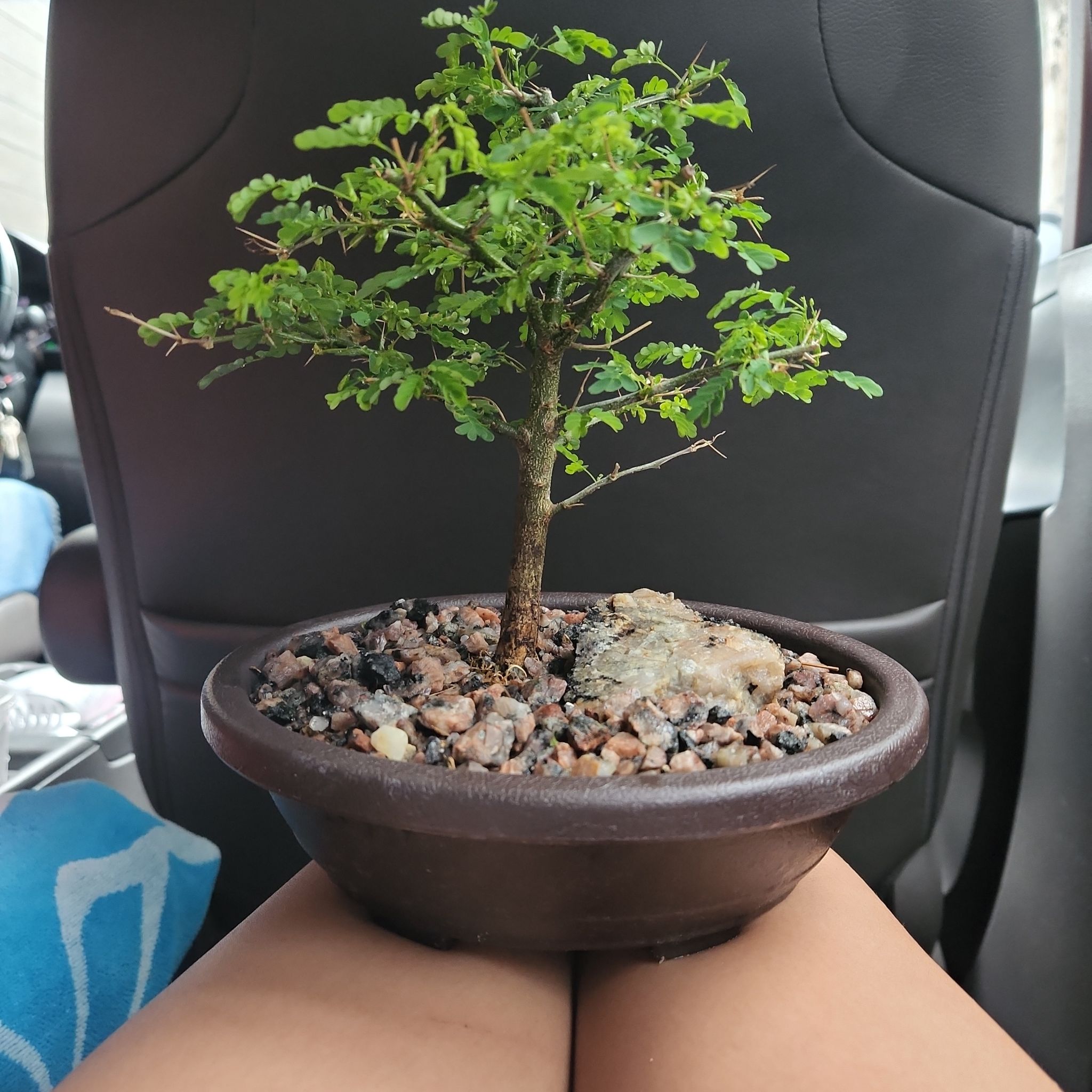 What Are The Bugs on My Brazilian Rain Tree? 🐛