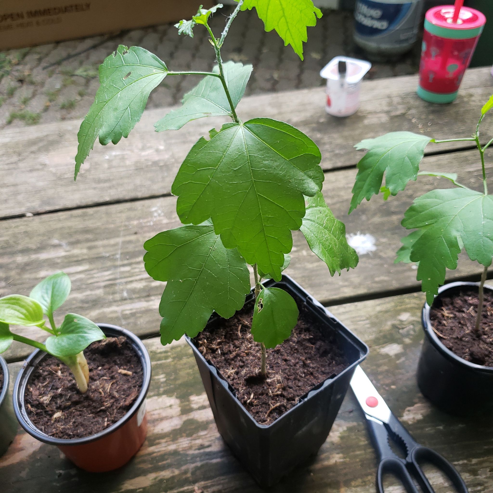 Why Are My Korean Hibiscus Leaves Droopy?