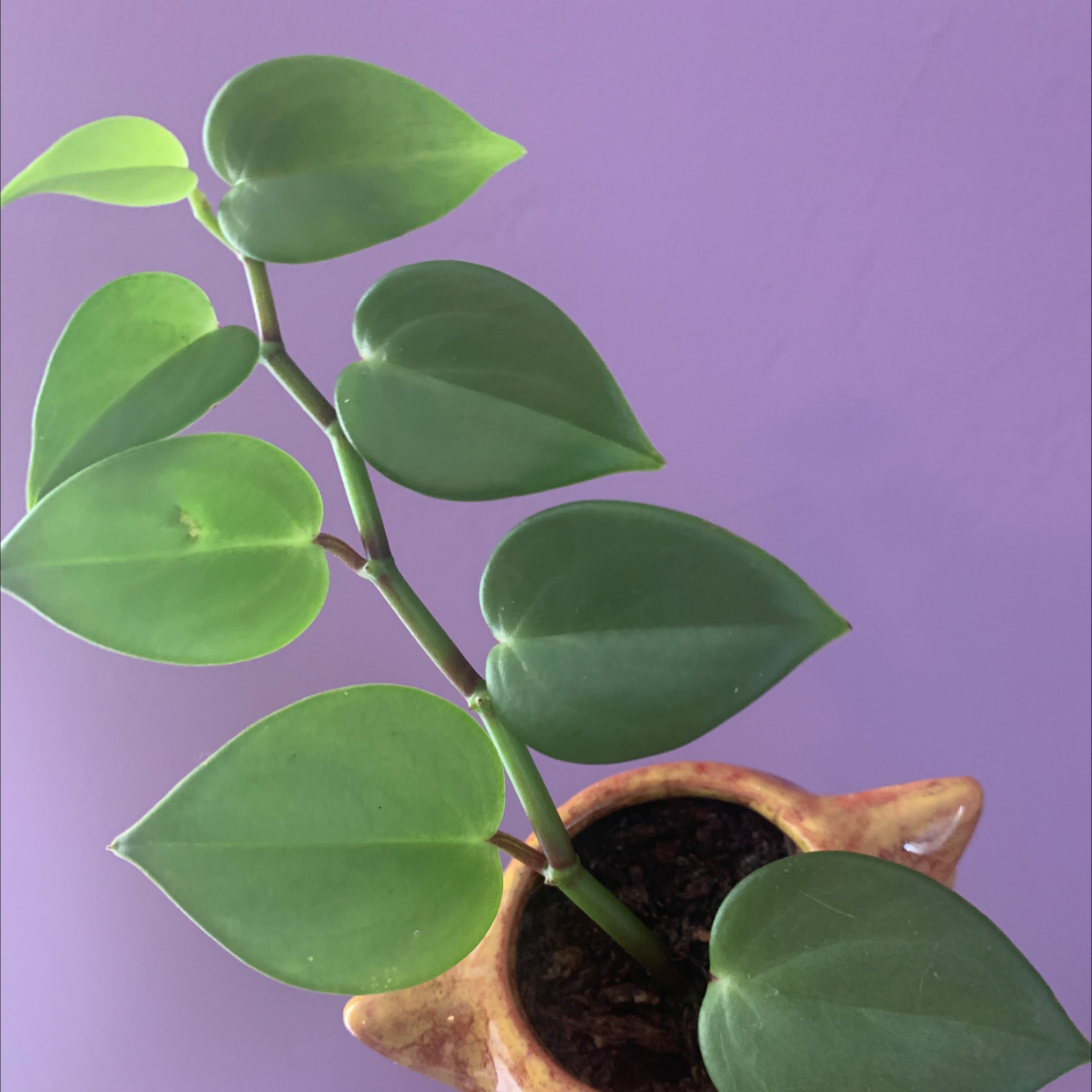 How to Care for pewter waxleaf plant: Mastering Water, Sunlight & More