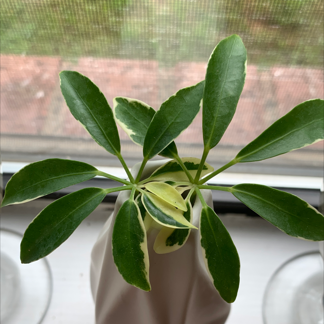 10 Benefits of Having a Variegated Dwarf Umbrella Tree