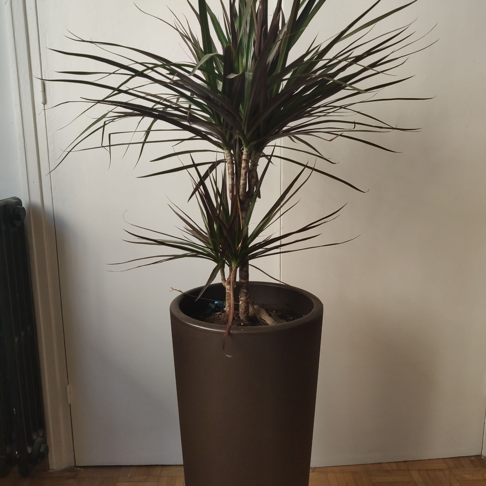 Black Spots on My Open Weave Dragon Tree Leaves
