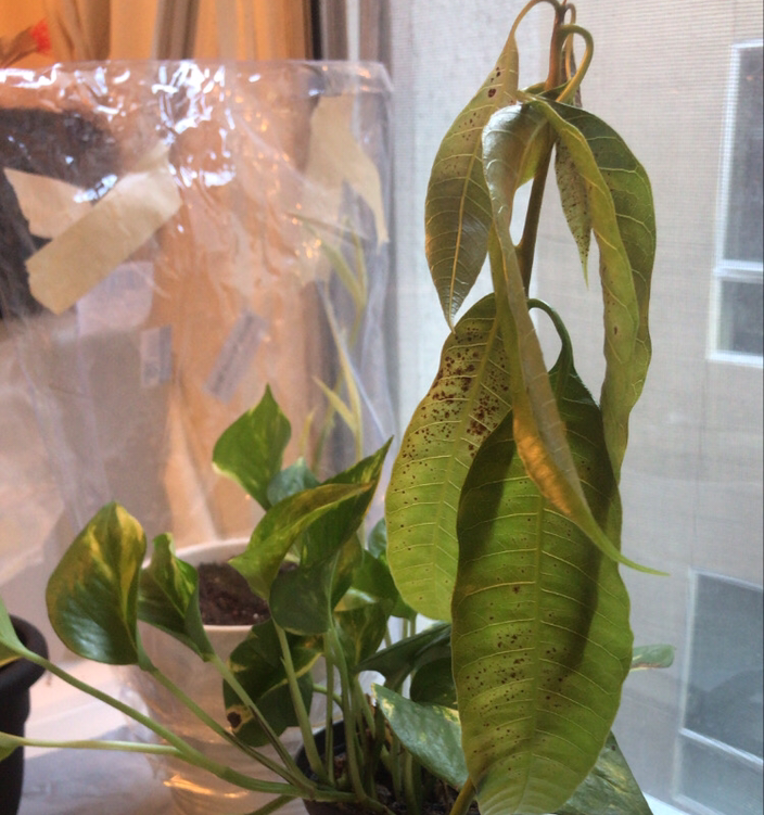 🥭 Why Are My Mango Leaves Curling?