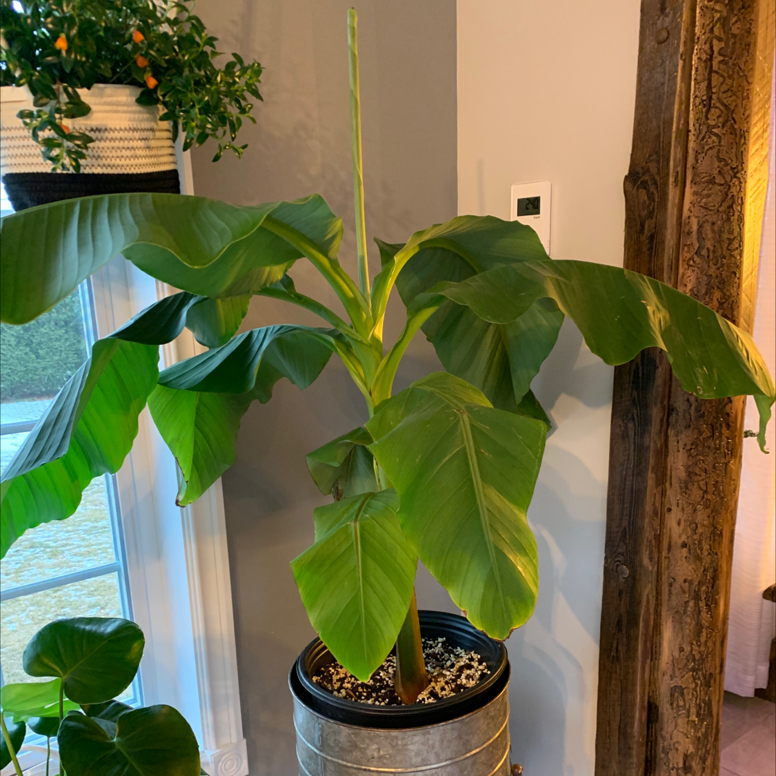 🍌 Why Are My Banana Leaves Falling Over?