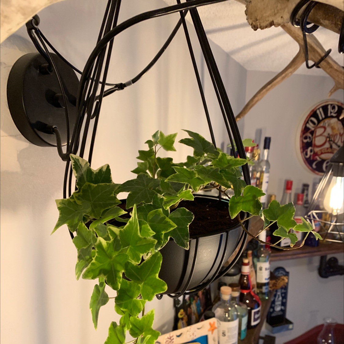 Liere | A plant by Sandra on Greg