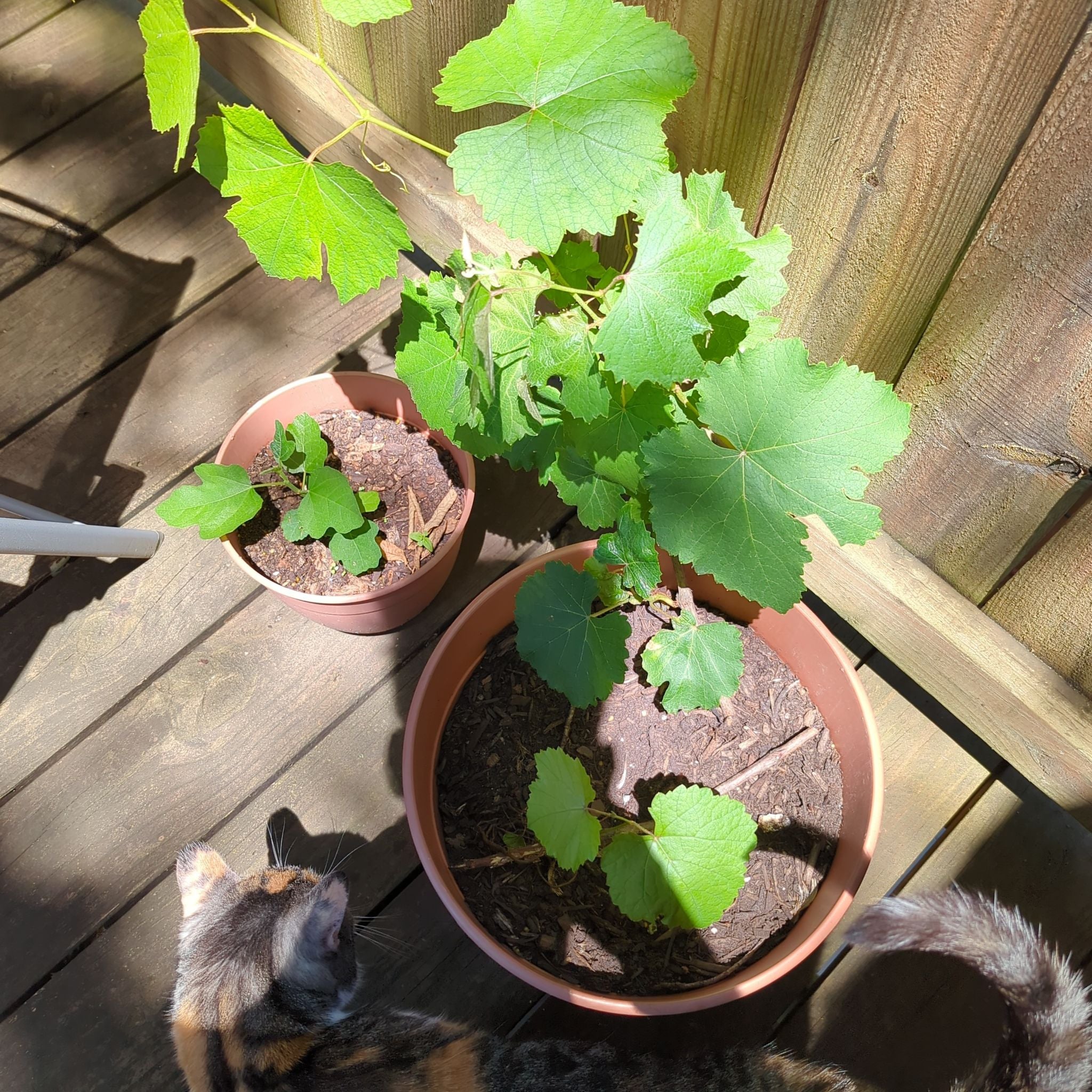 Choosing Fertilizer For My Wine Grape