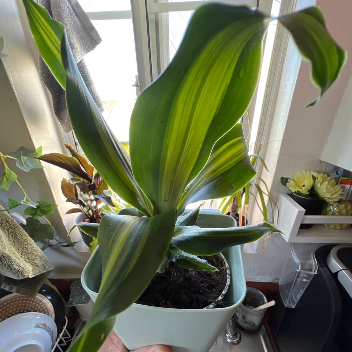 Propagating Golden Heart Snake Plant: The Ultimate Guide