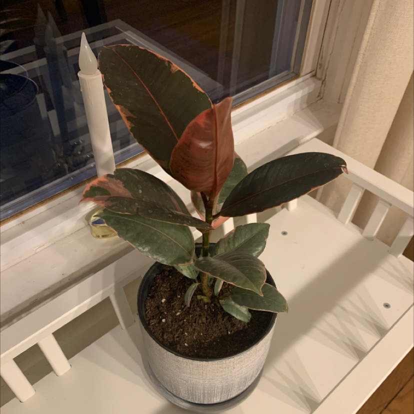 Why Are My Ficus 'Ruby' Leaves Mushy? 💧