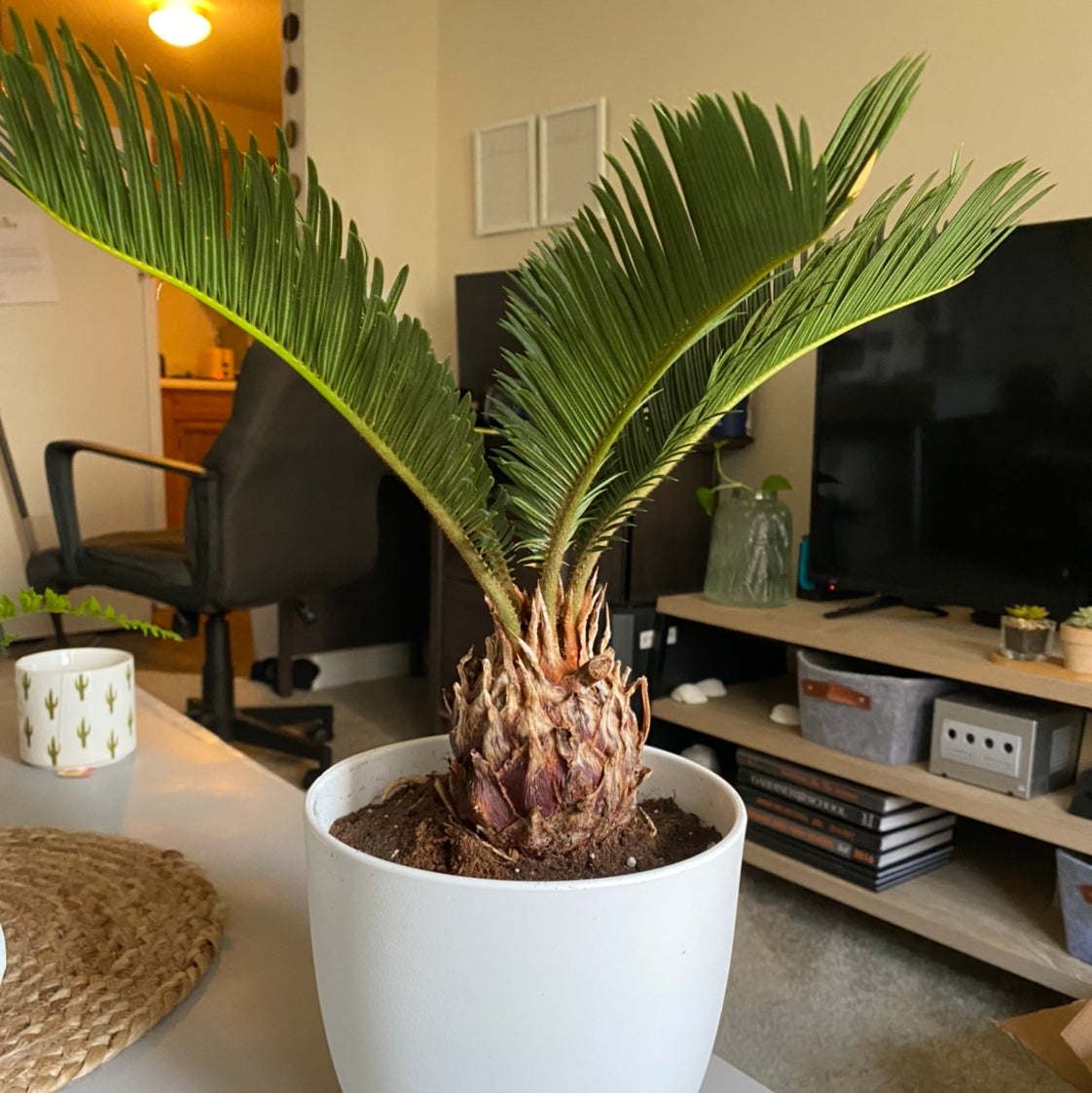 10 Benefits Of Having A Sago Palm 🌴