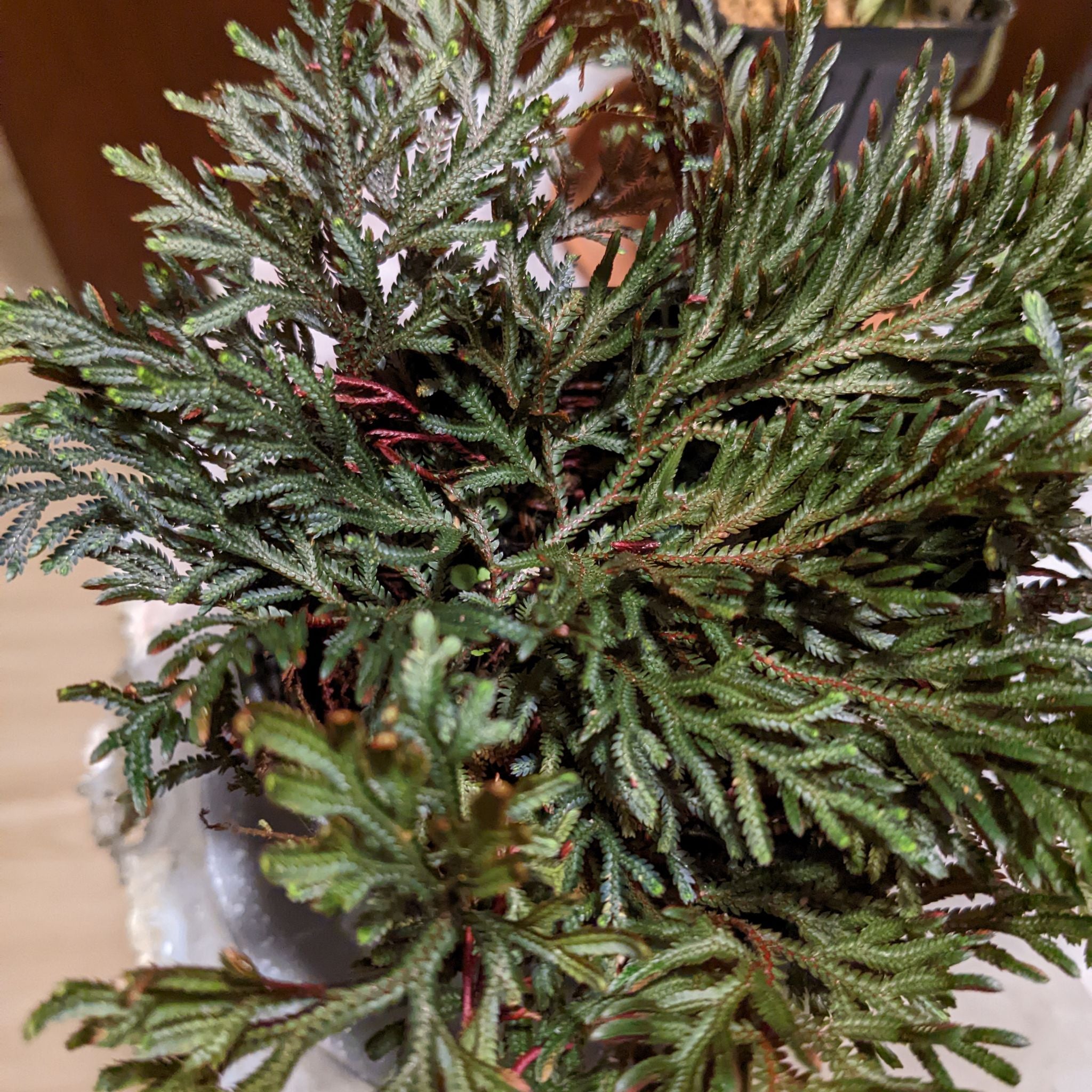 Personalized Ruby Red Club Moss Care: Water, Light, Nutrients | Greg App