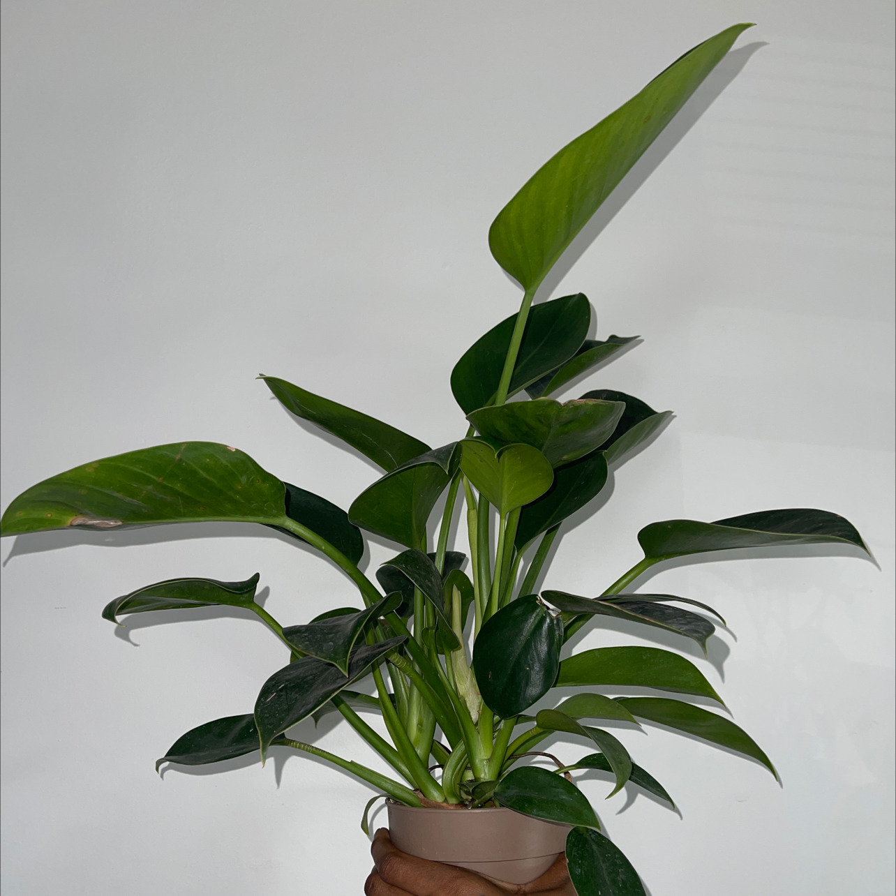 Black Spots on My Philodendron 'Green Princess' Leaves