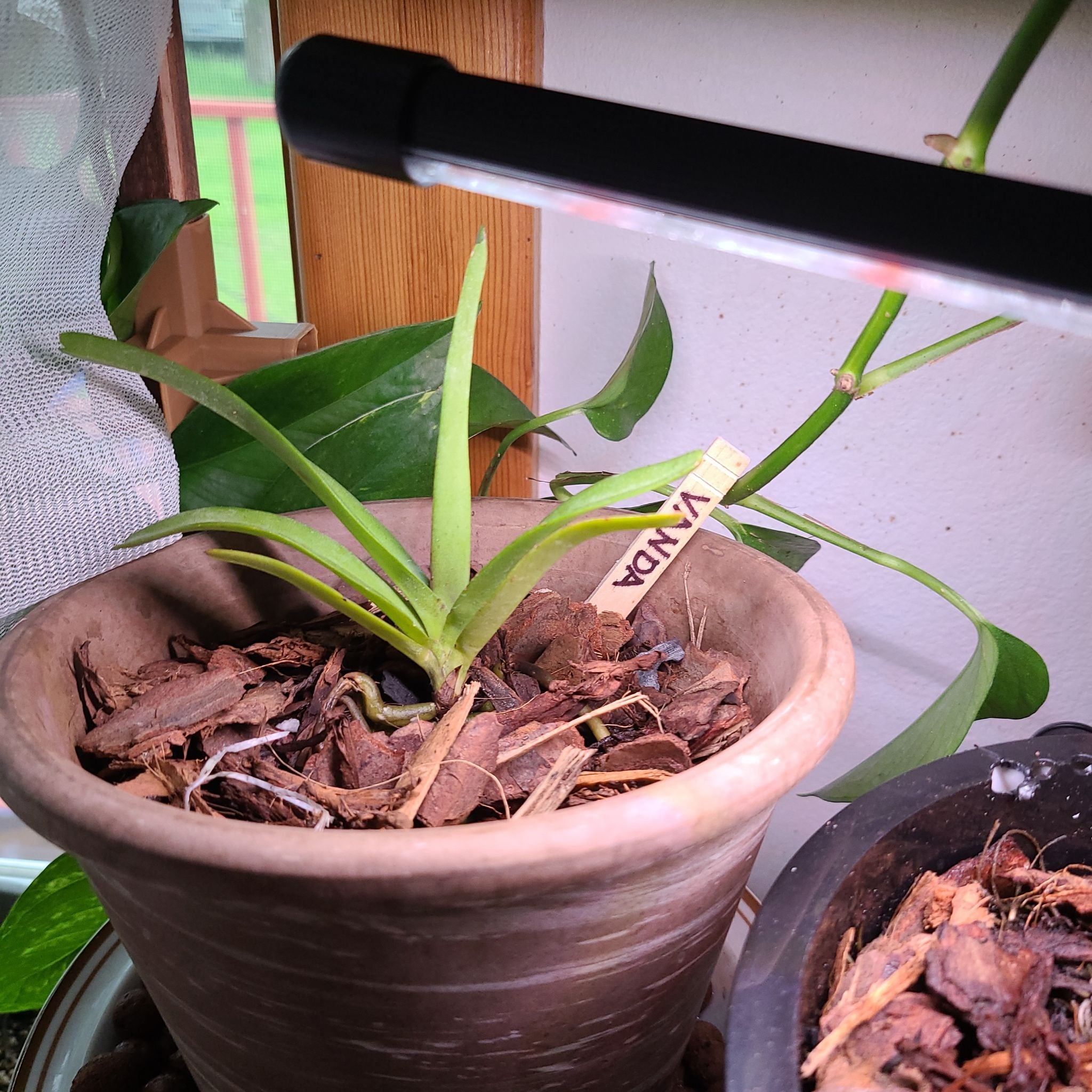 10 Advantages of Having a Vanda orchid