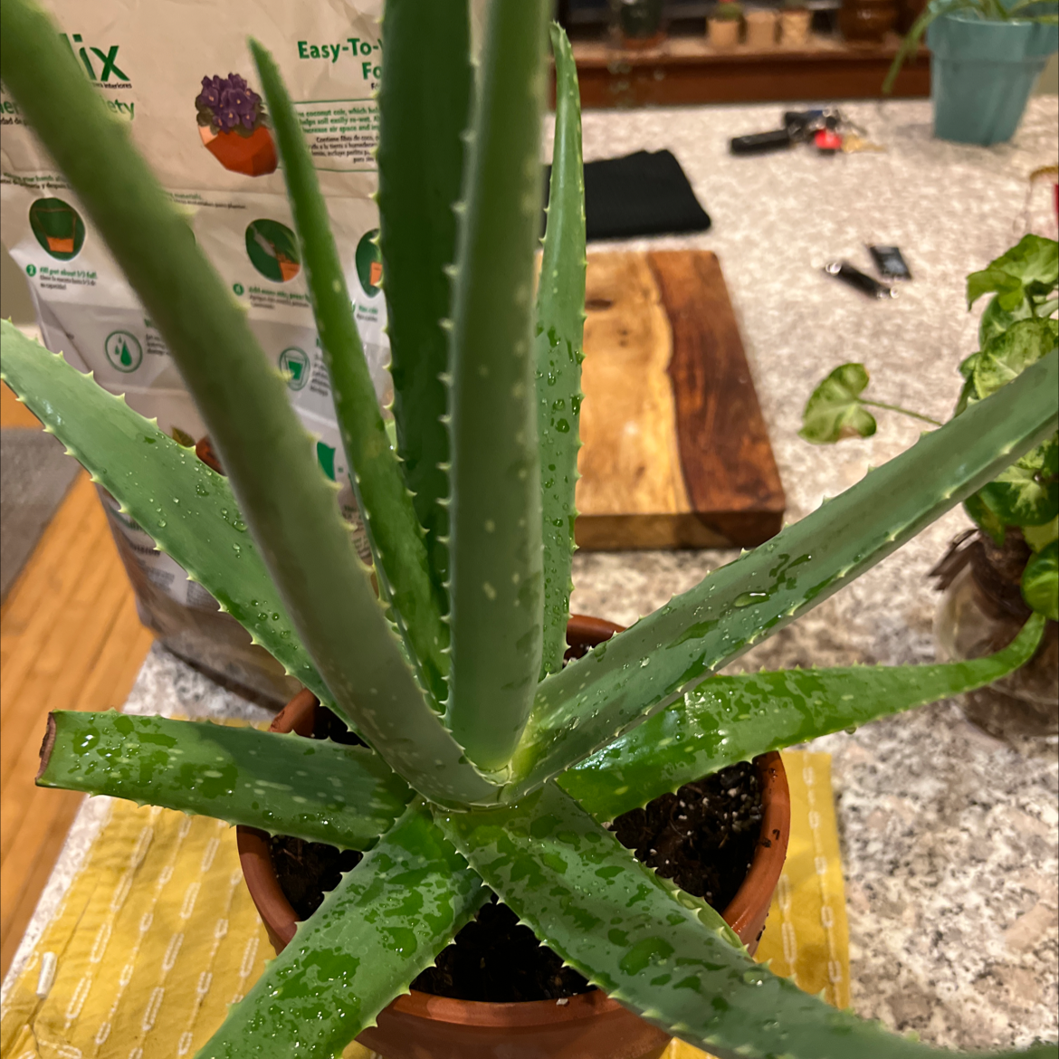 Jamie | A plant by @SanguineMastic on Greg