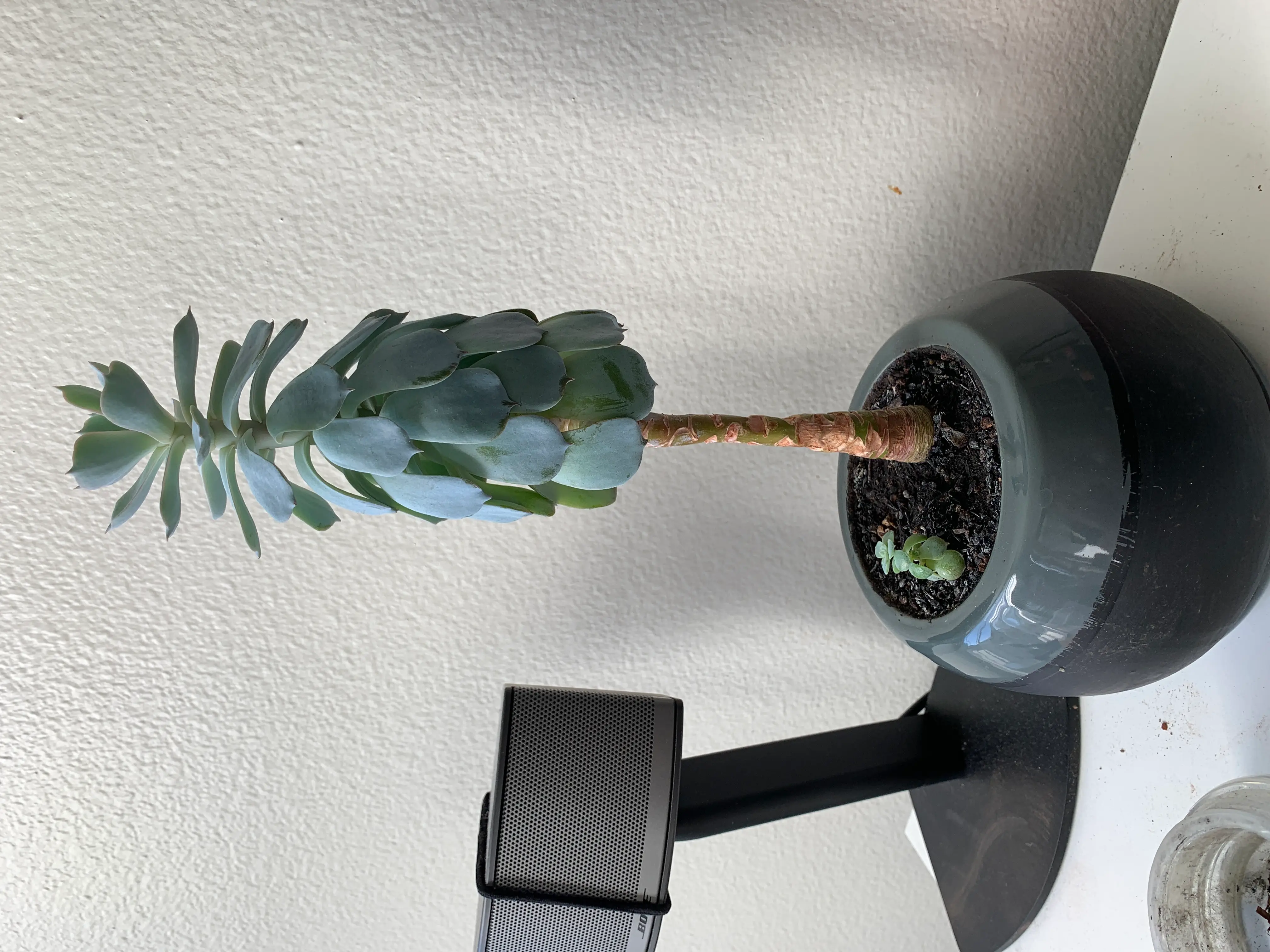 10 Benefits Of Having A Tree Aeonium 🌵