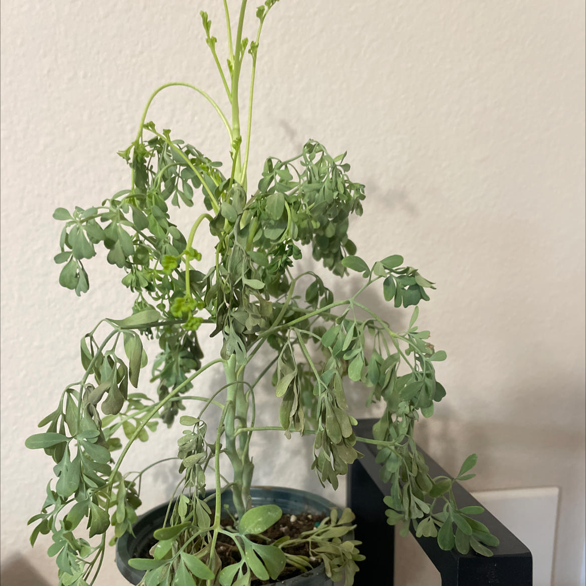 Common Common Rue Problems