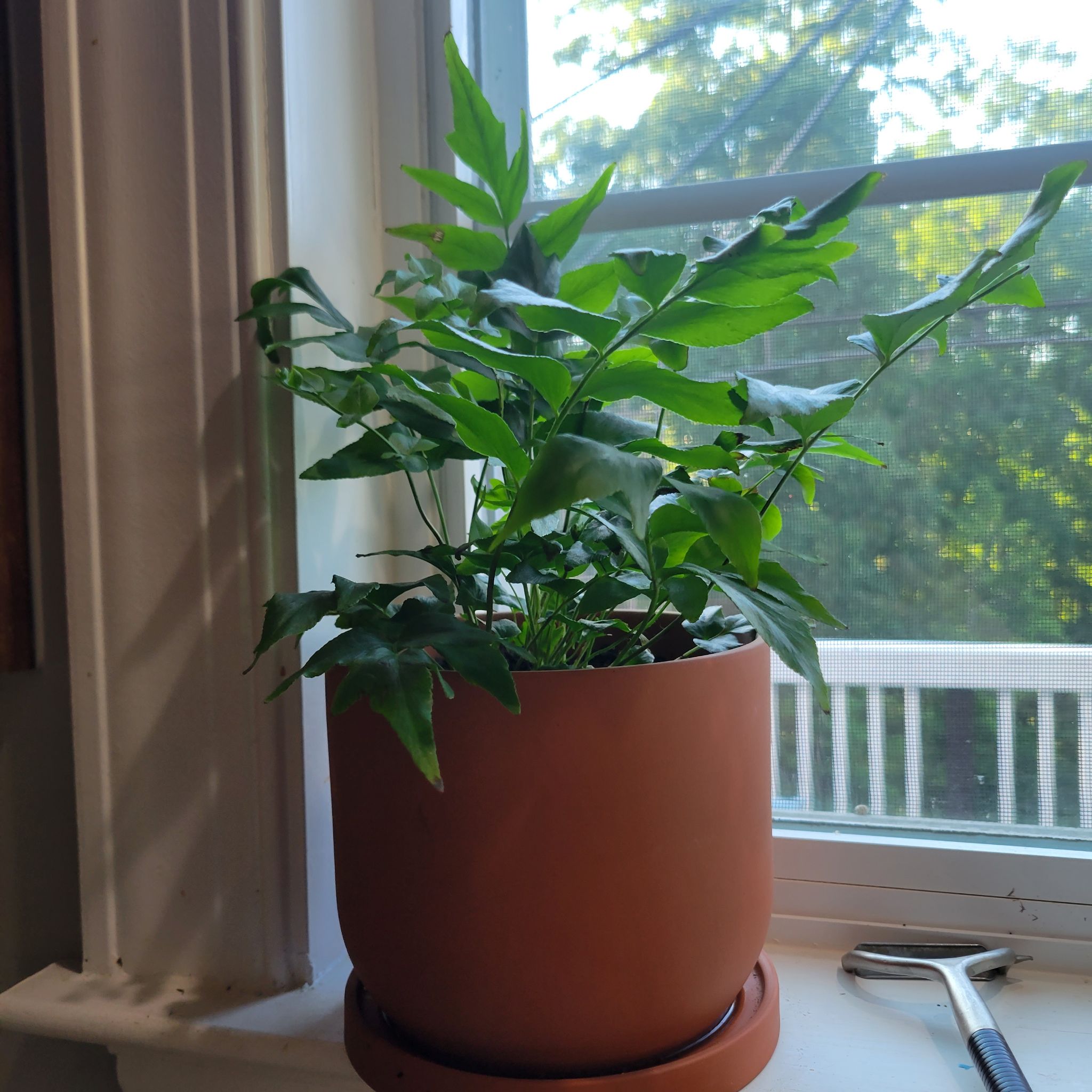 Mexican Flowering Fern Plant Care: Water, Light, Nutrients | Greg App 🌱