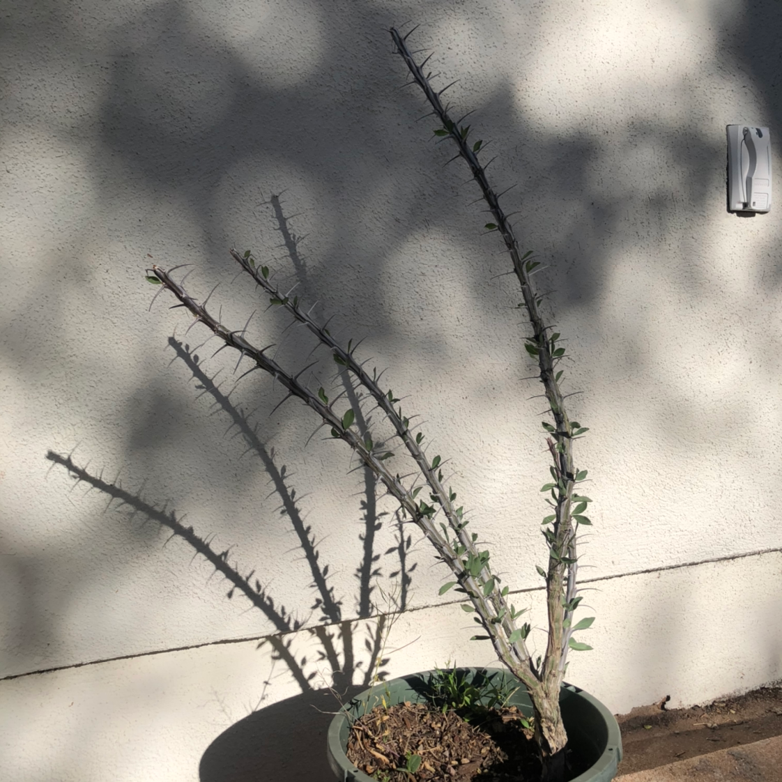 How to Prune Ocotillo