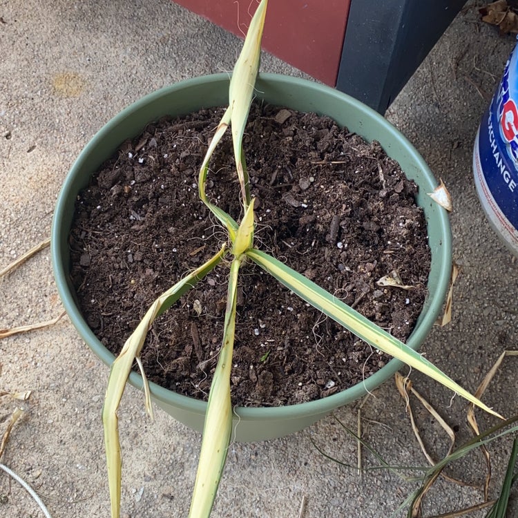 Why Are There Brown Spots on My Adam's Needle Leaves?