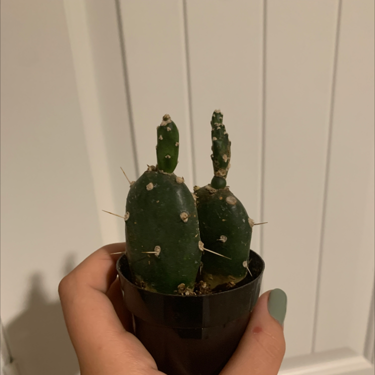 🌵 Choosing Fertilizer For My Drooping Prickly Pear