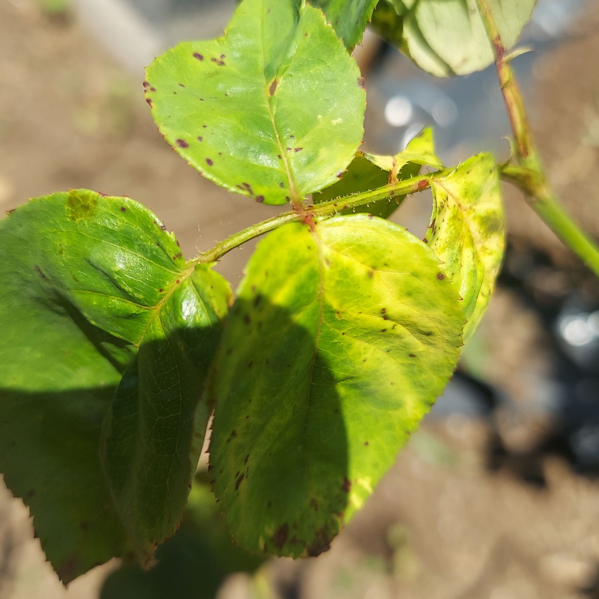 How to Propagate Your Multiflora Rose