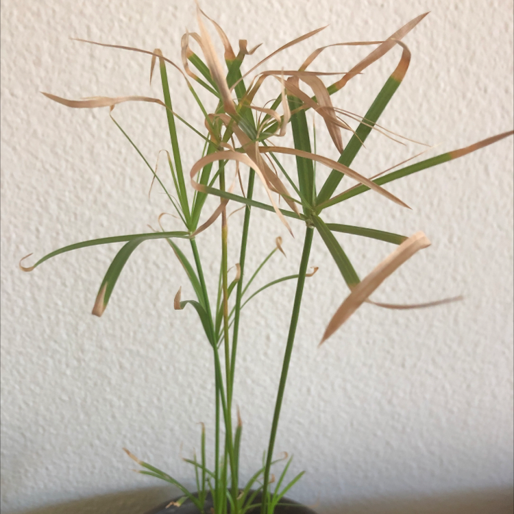 How Do I Cure umbrella papyrus root rot?