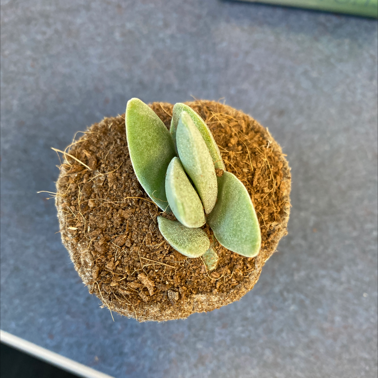 🌞 Is My Propeller Plant Getting Too Much Direct Sunlight?