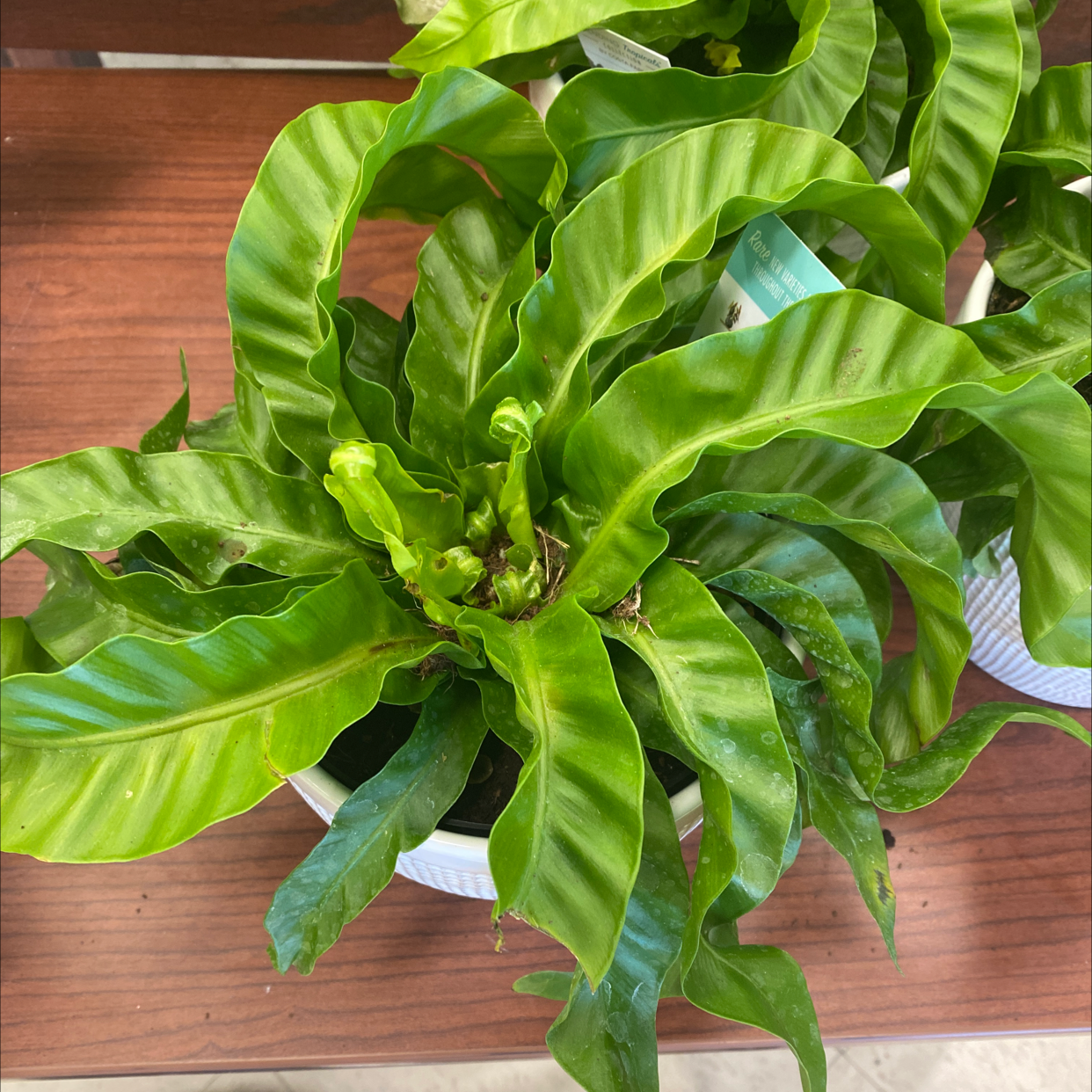 Why Does My Crispy Wave Fern Have Yellow Leaves?