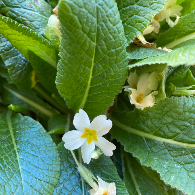 Your Common Primrose's Light Needs