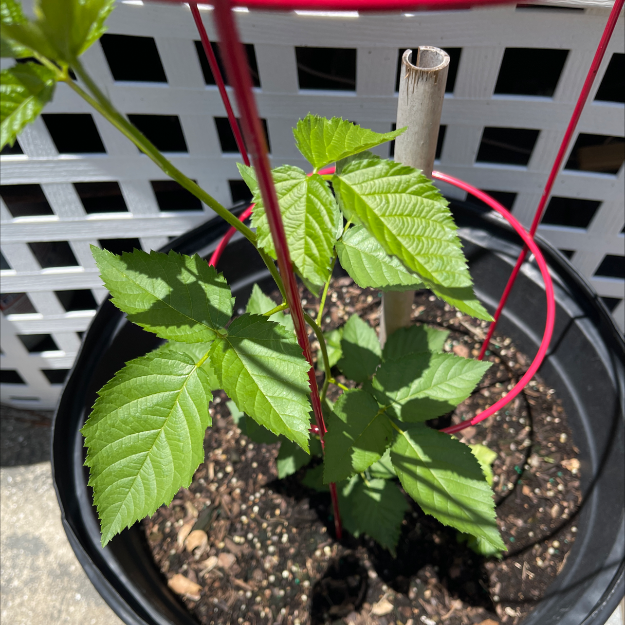 Why Are There Black Spots on My Black Raspberry Leaves? ⚫