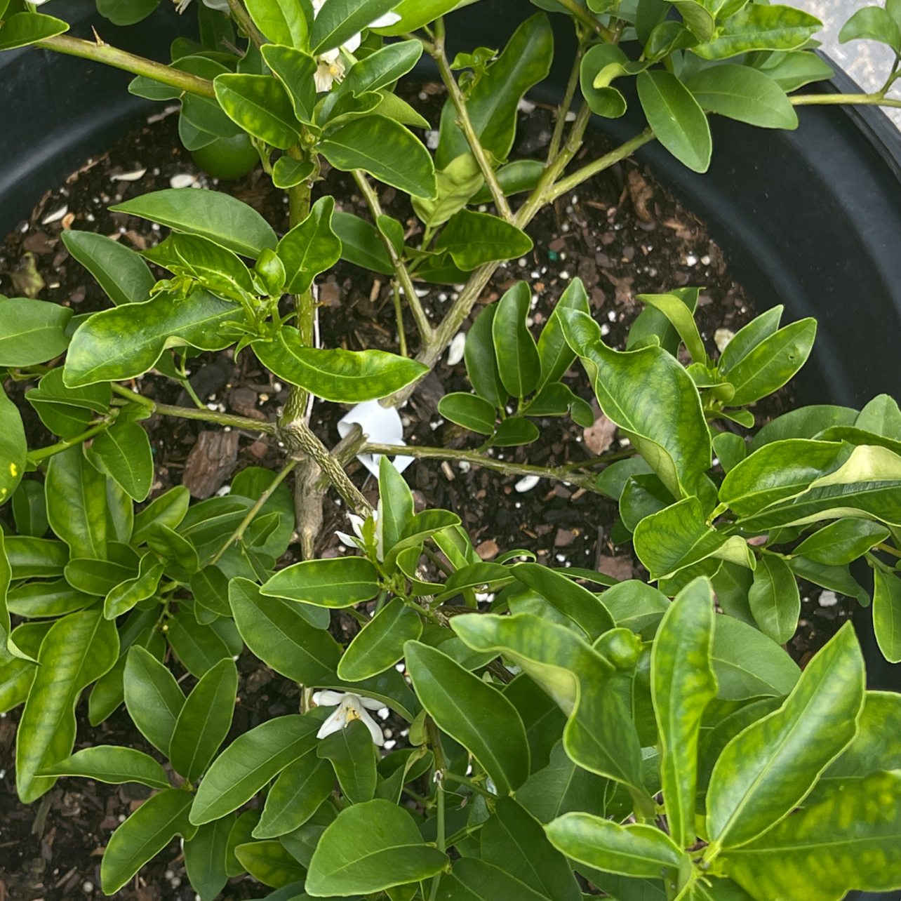 🍊 Symbolism and Benefits of the Pomelo