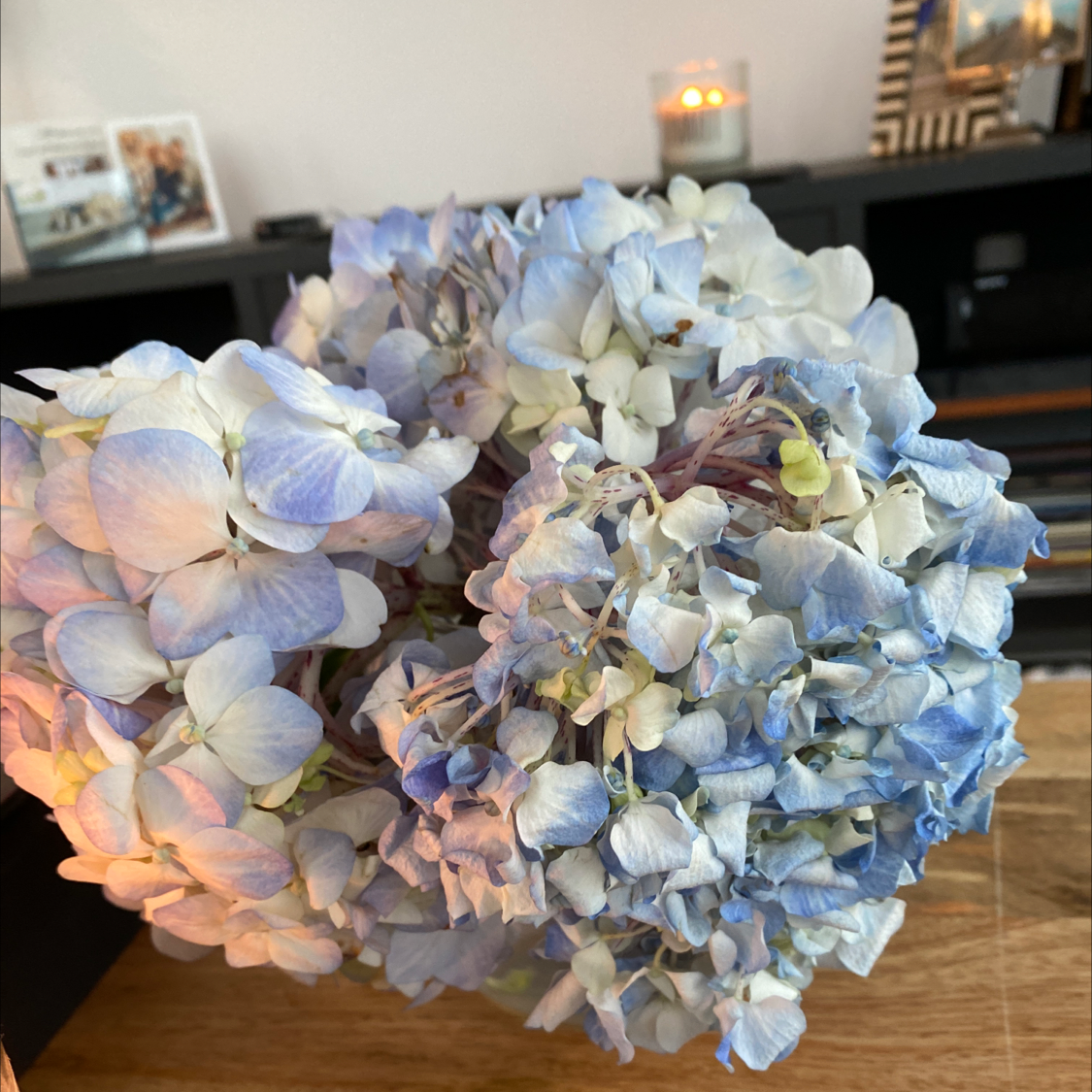 Diagnosing French Hydrangea Root Rot