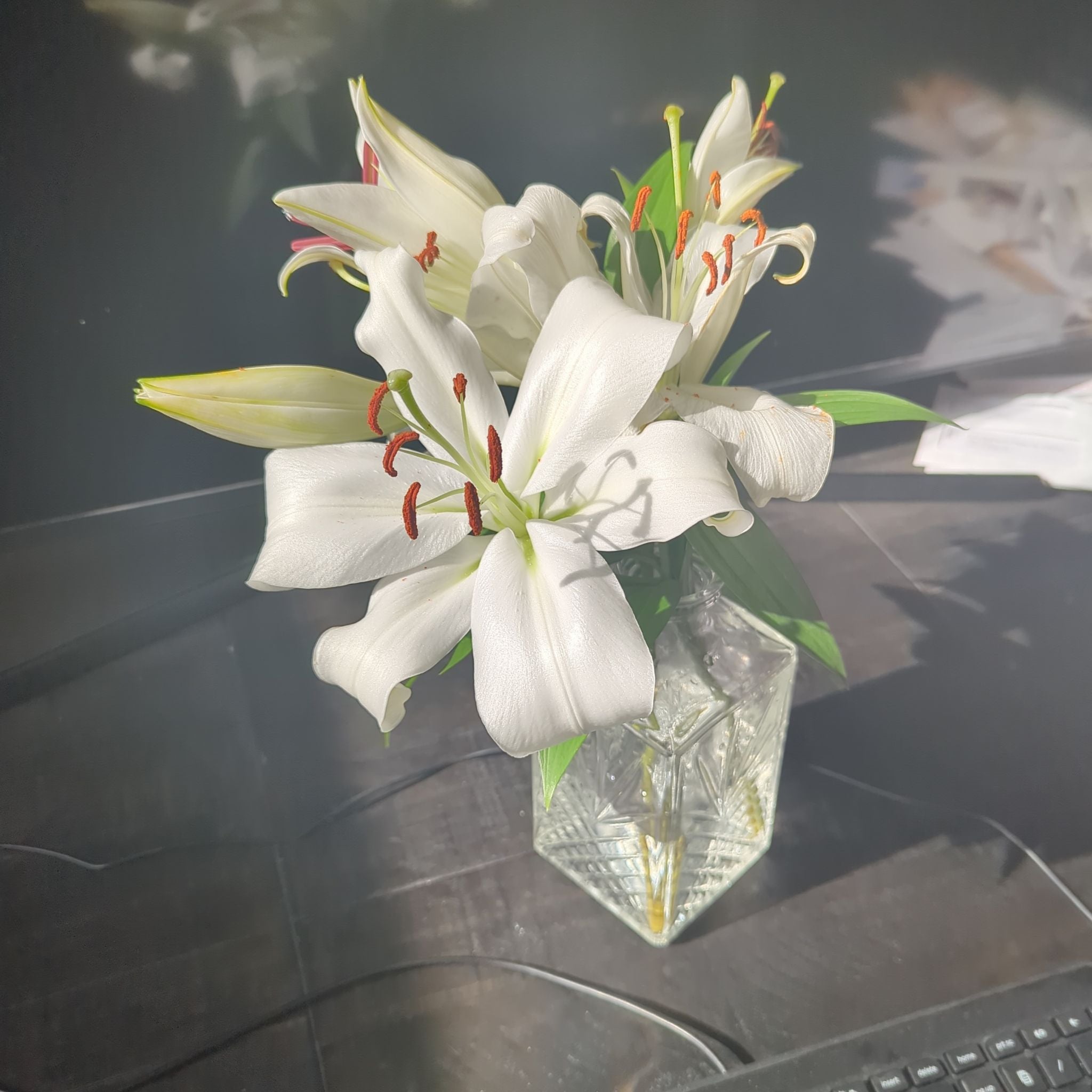 💧 How Much Humidity Does My Madonna Lily Need?