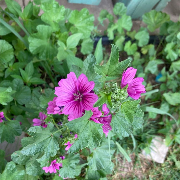 When and Where Should I Trim My Common Mallow?