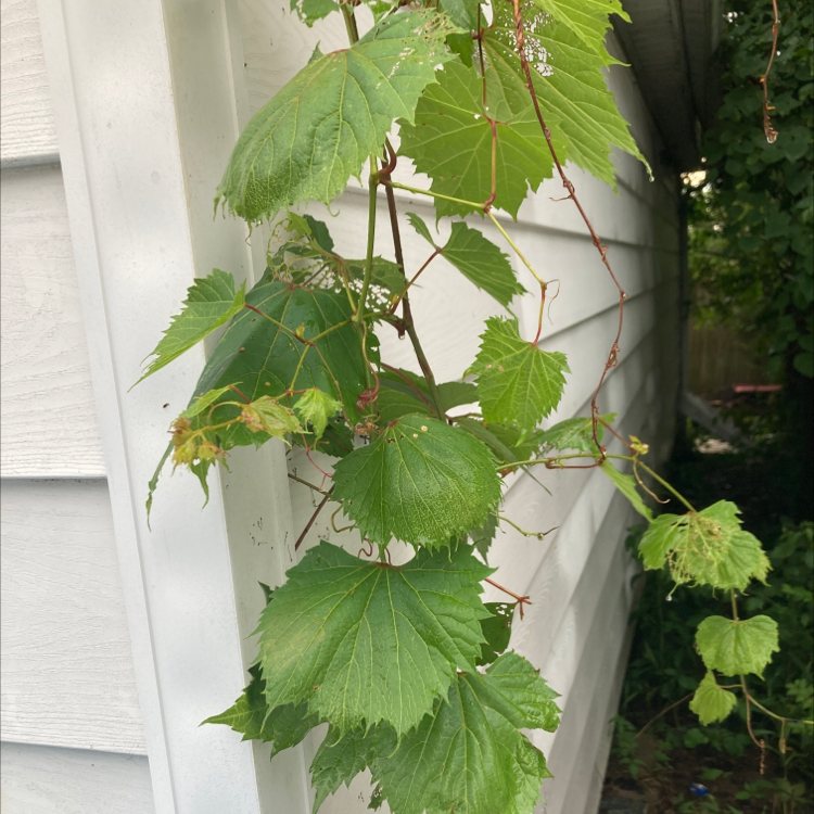 Propagating Your Riverbank Grape: Step-by-Step Guide
