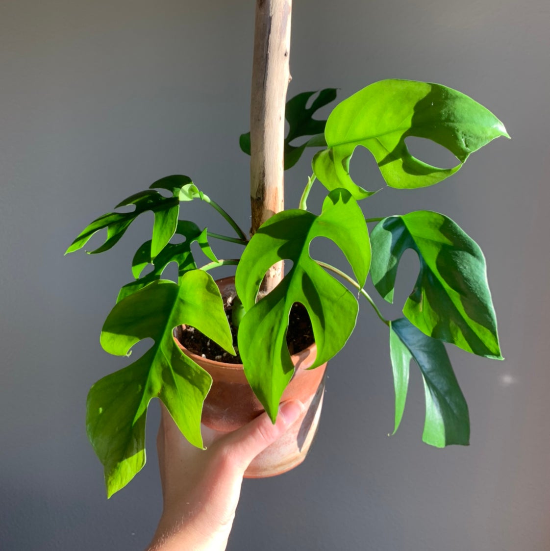 Why Are There Black Spots on My Mini Monstera Leaves?