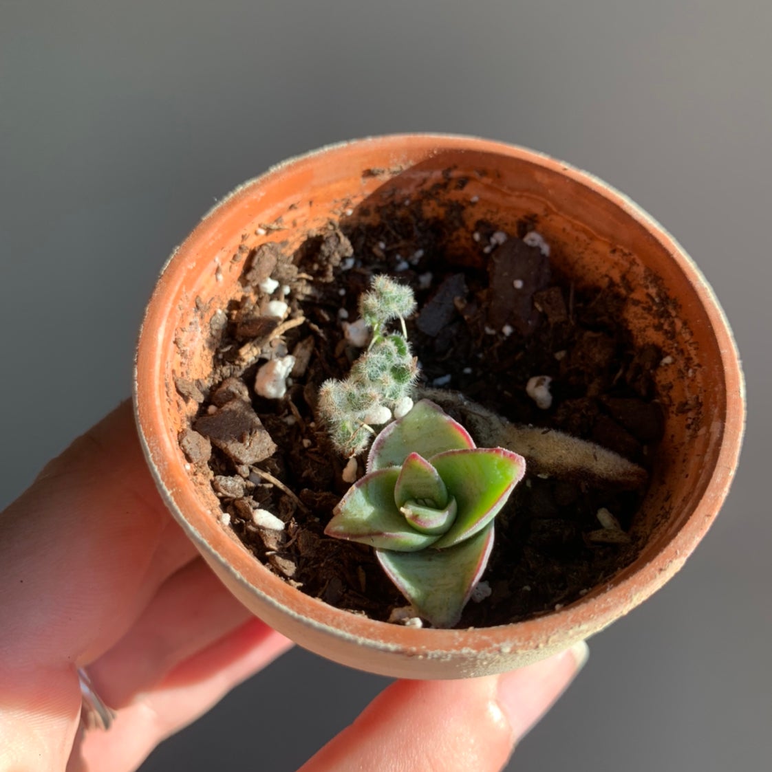 Why Are My Panda Plant Leaves Mushy?
