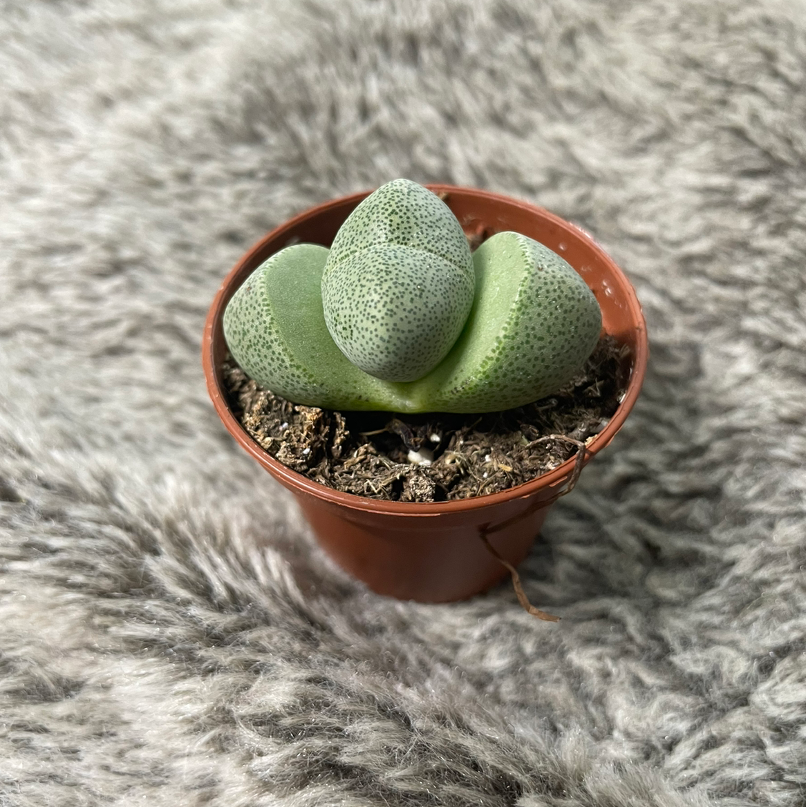 Propagating Split Rock: Step-by-Step Guide
