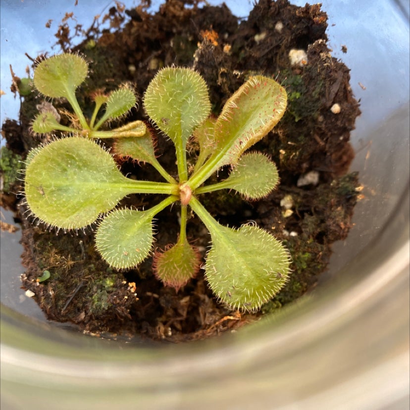 Best Potting Soil Mix for Roundleaf Sundew