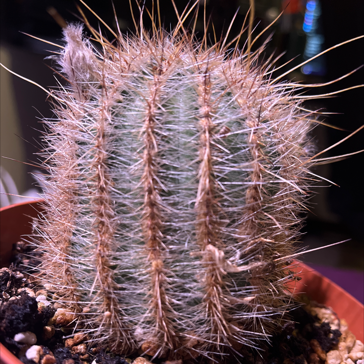 🌵 What Does It Mean When Silver Ball Cactus Blooms?