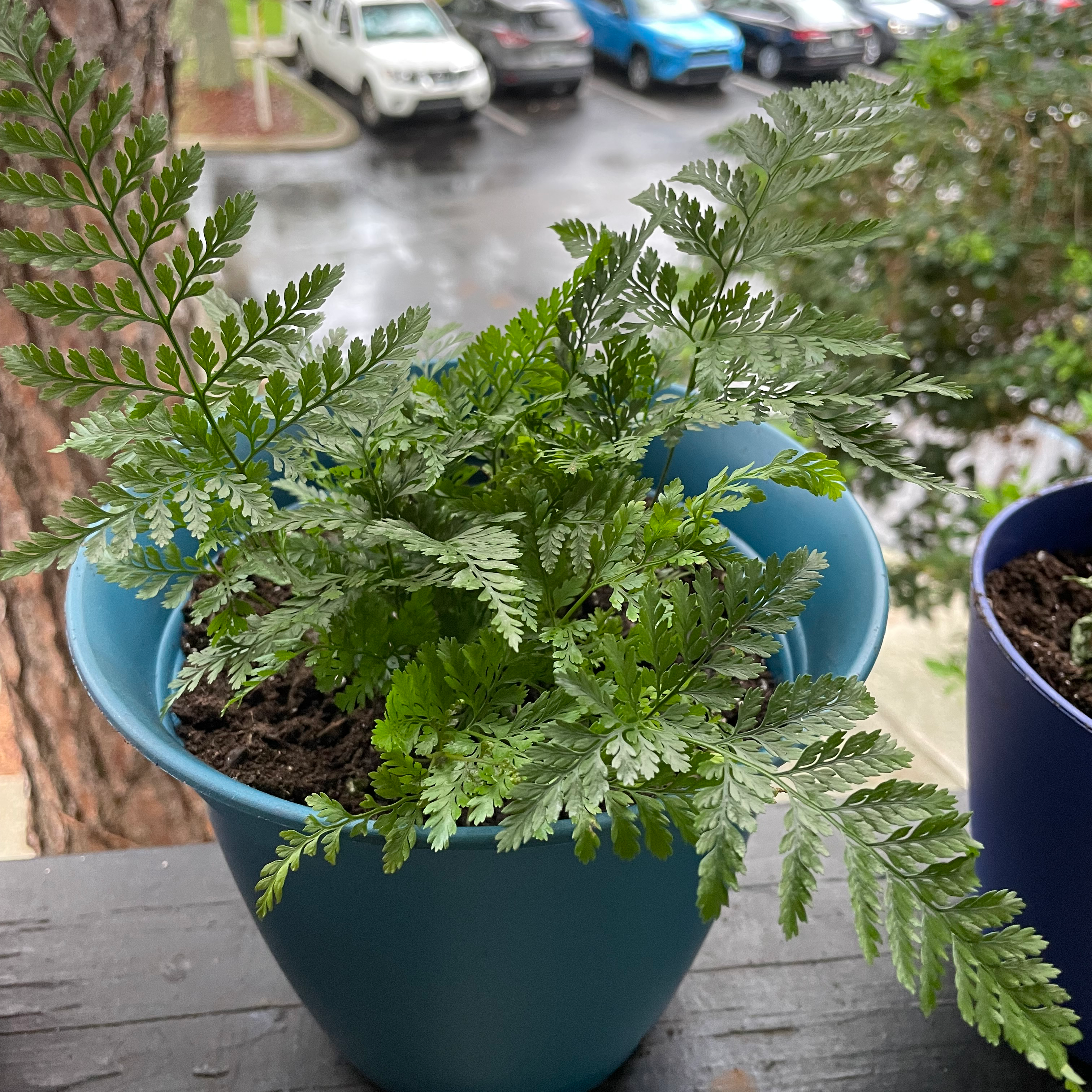 Propagating Your Hen and Chicken Fern: Step-by-Step Guide
