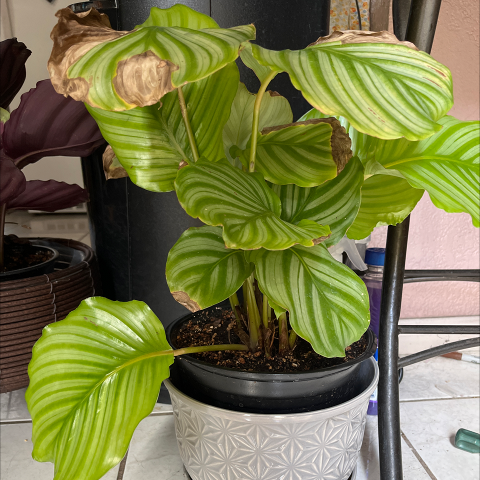 How to Propagate Your Shampoo Ginger