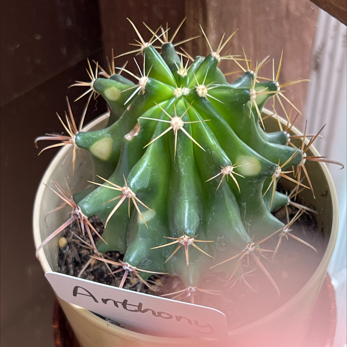 Symbolism and Benefits of the Devil's Tongue Barrel Cactus