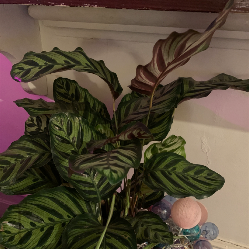 Zaid | A plant by @StellarBonsai on Greg