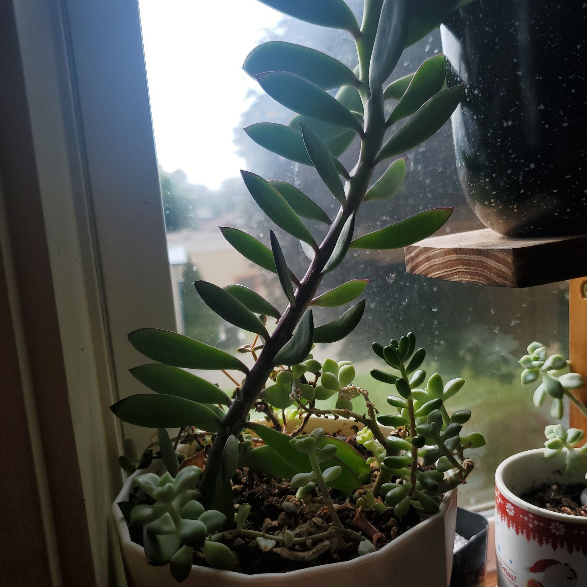 Propagating Vertical Leaf Senecio: Step-by-Step Guide