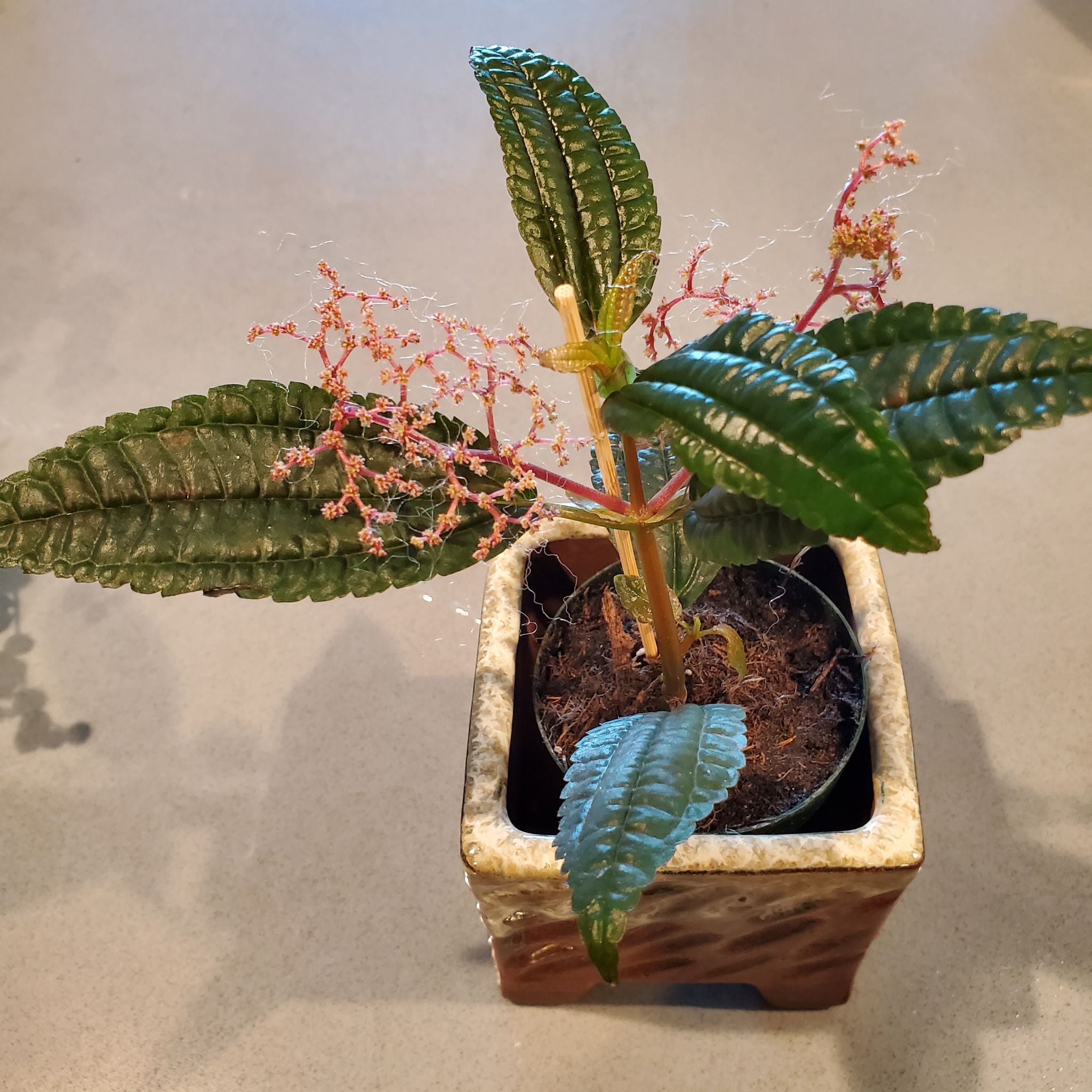 💚 Symbolism And Benefits Of The Friendship Plant