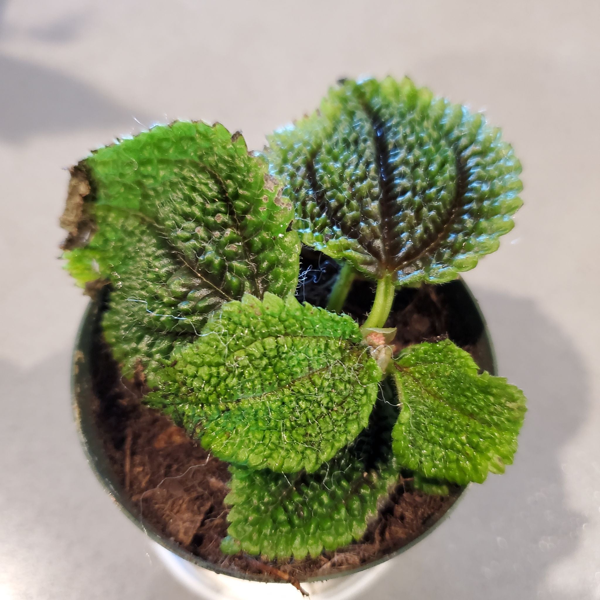 Propagating My Pilea 'Moon Valley': Step-by-Step Guide