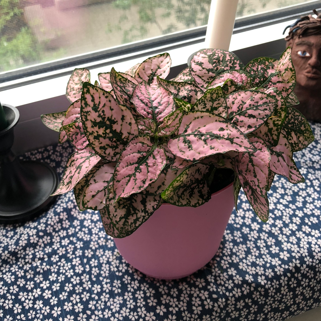 💧 Why Are My Polka Dot Plant Leaves Droopy?