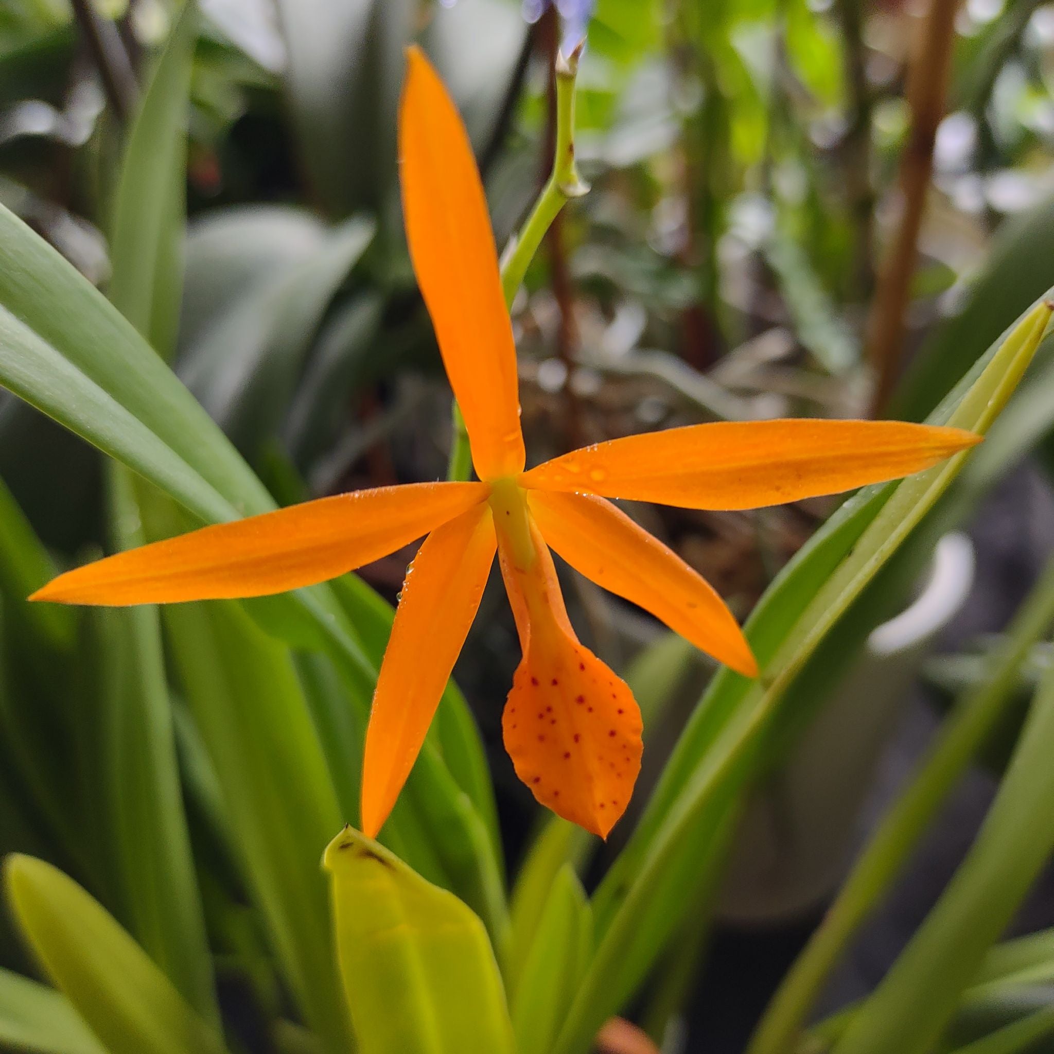Personalized Procatavola 'Key Lime Stars' Care: Water, Light, Nutrients ...