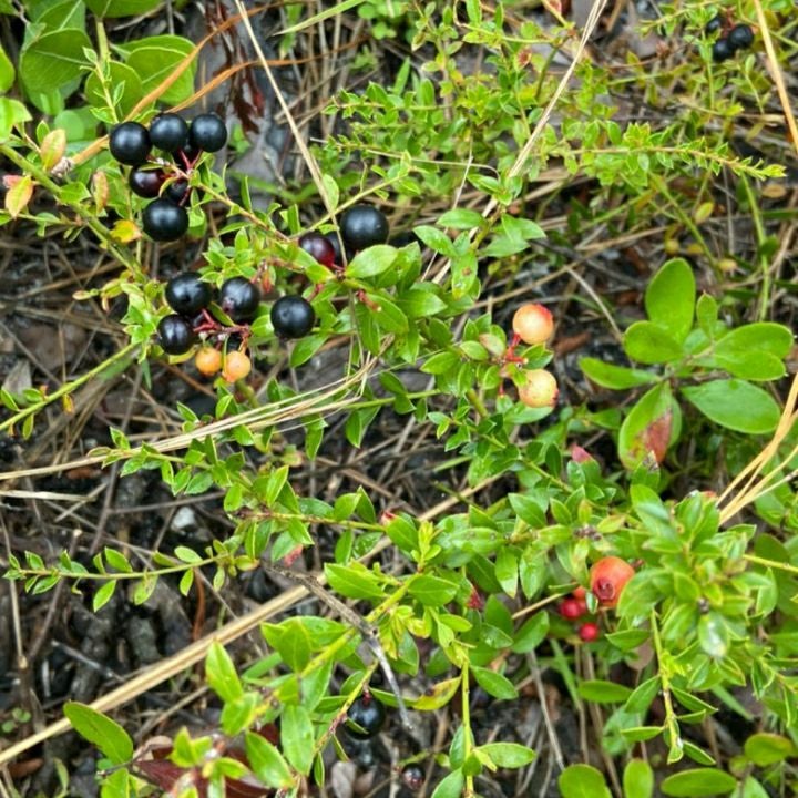 Shiny Blueberry Plant Care: Water, Light, Nutrients | Greg App 🌱